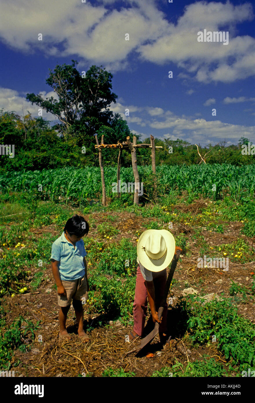 Mayan farm field hi-res stock photography and images - Alamy