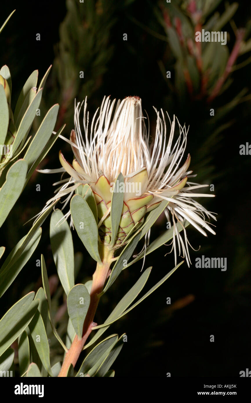 Protea lanceolata- Lanceleaf Sugarbush-Family Proteaceae and of the ...