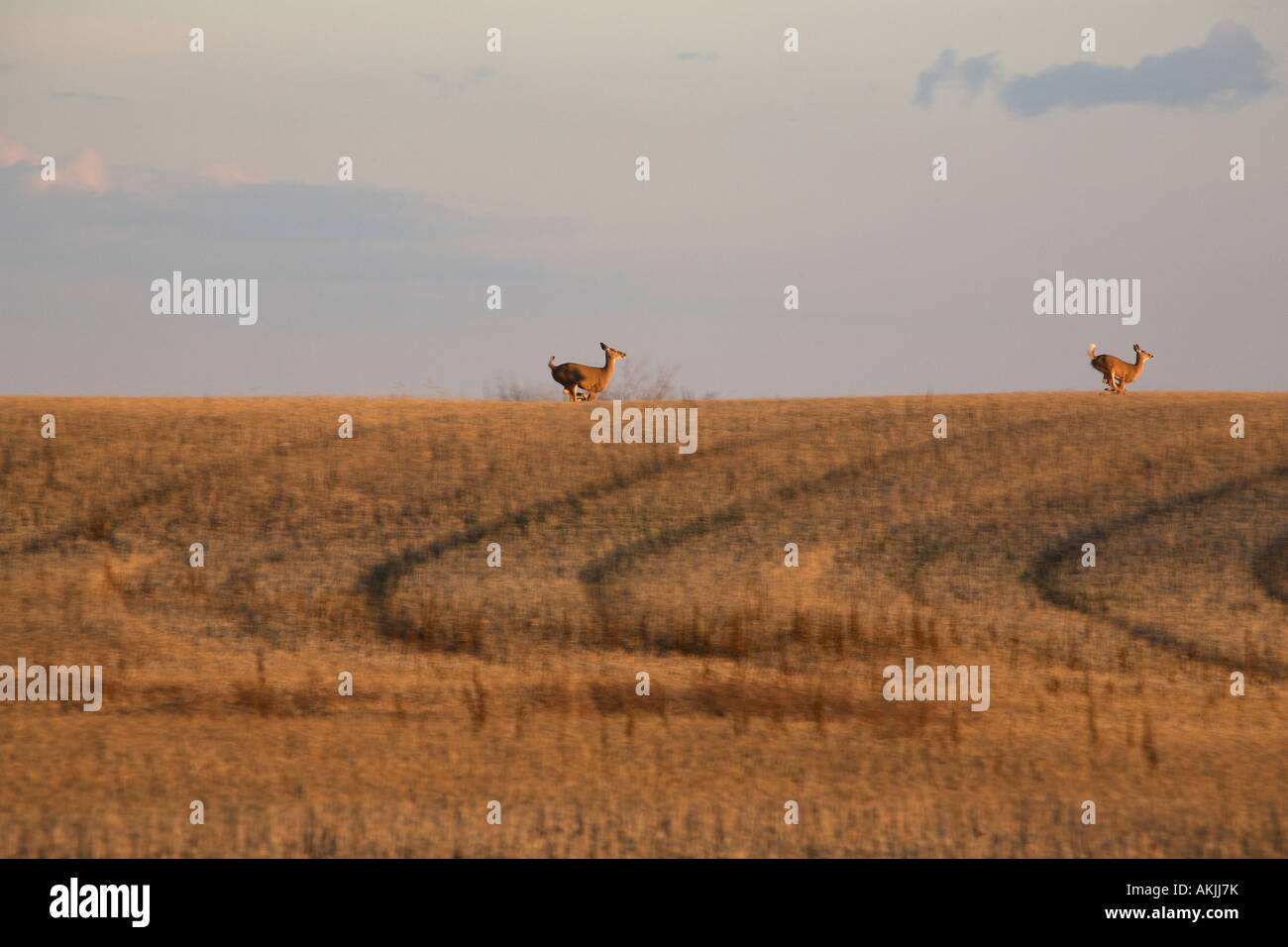 Two White tailed Deer running across a field Stock Photo - Alamy