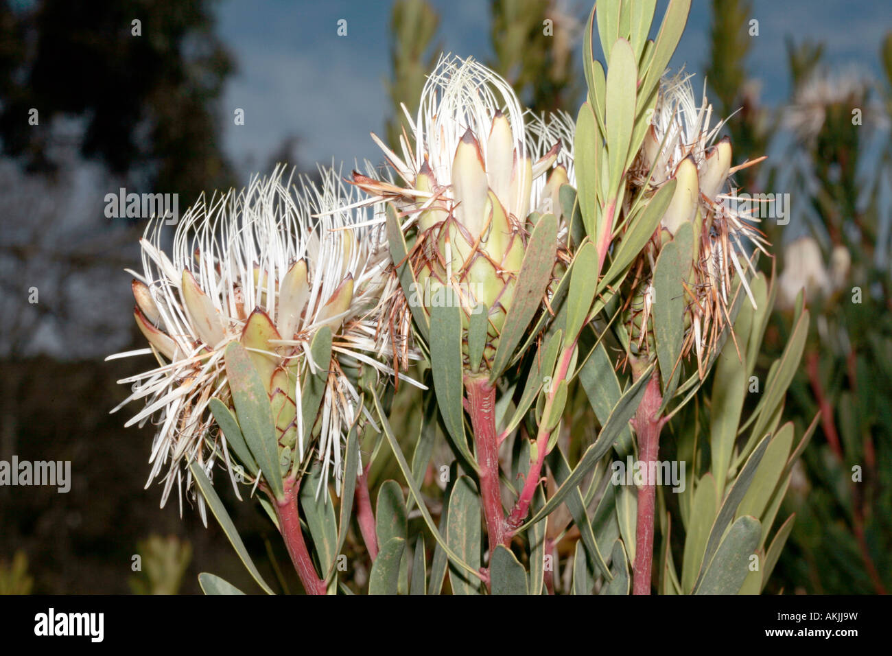 Protea lanceolata- Lanceleaf Sugarbush-Family Proteaceae and of the ...