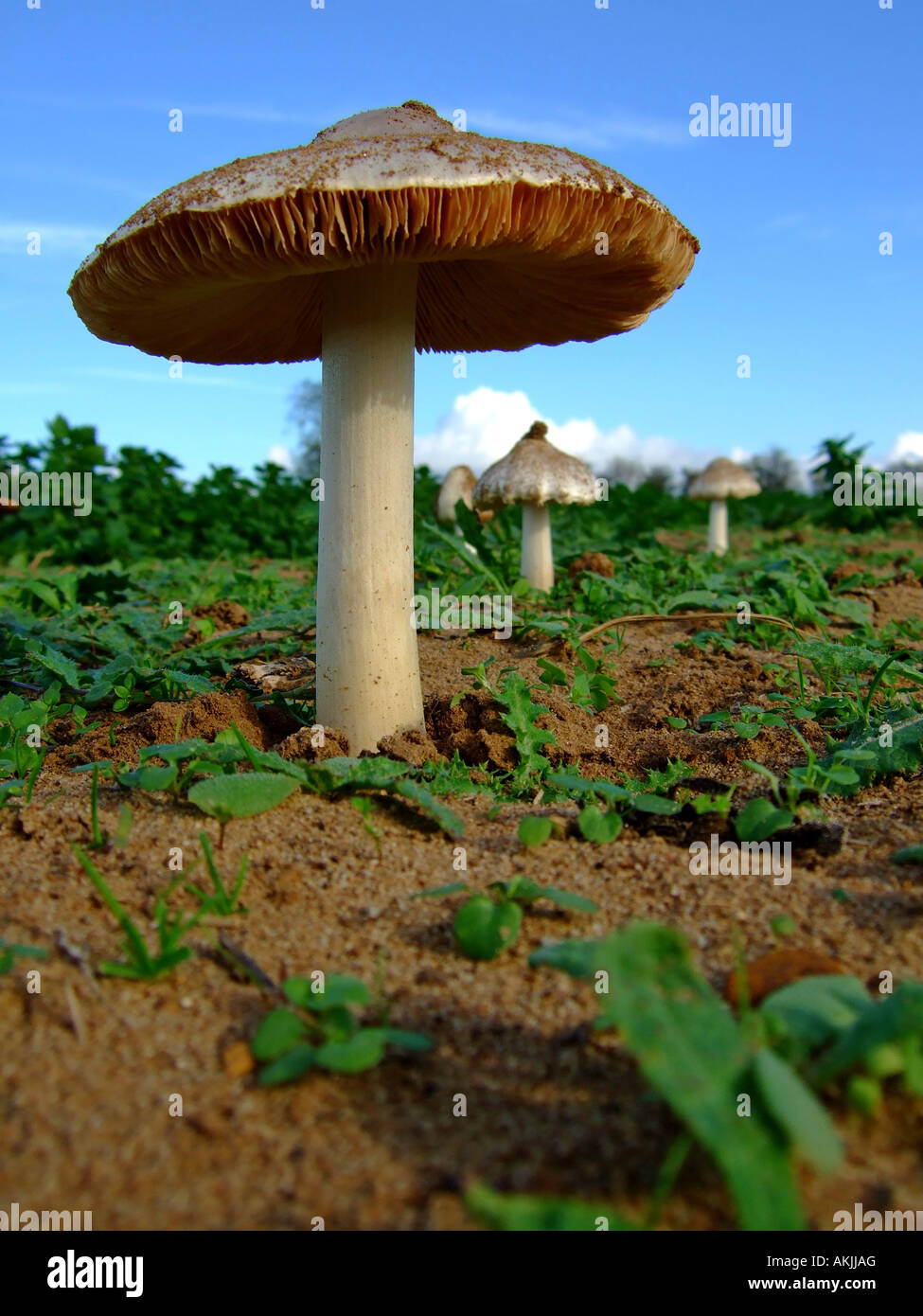 Fungi of england hi-res stock photography and images - Alamy