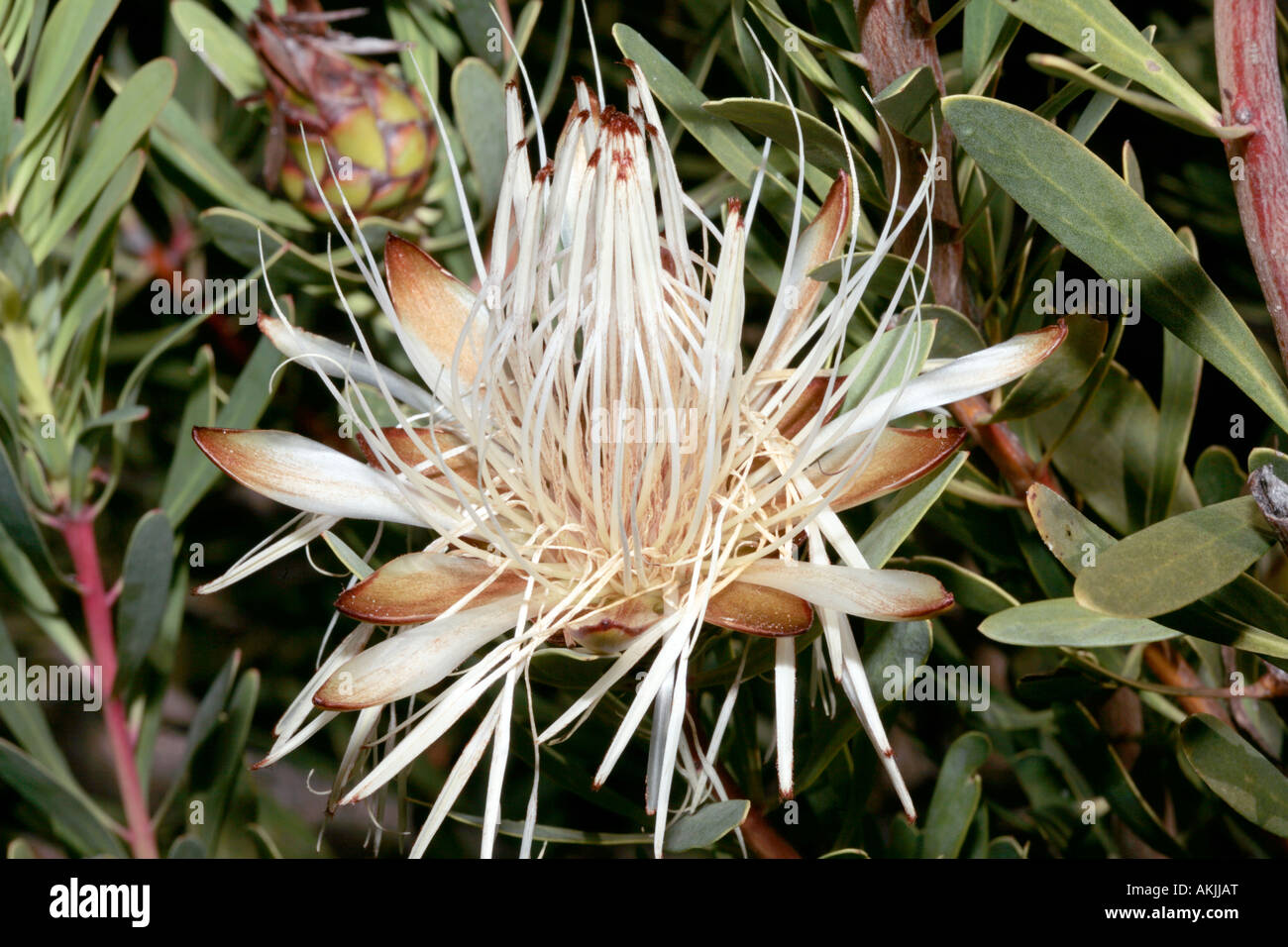 Protea lanceolata- Lanceleaf Sugarbush-Family Proteaceae and of the ...