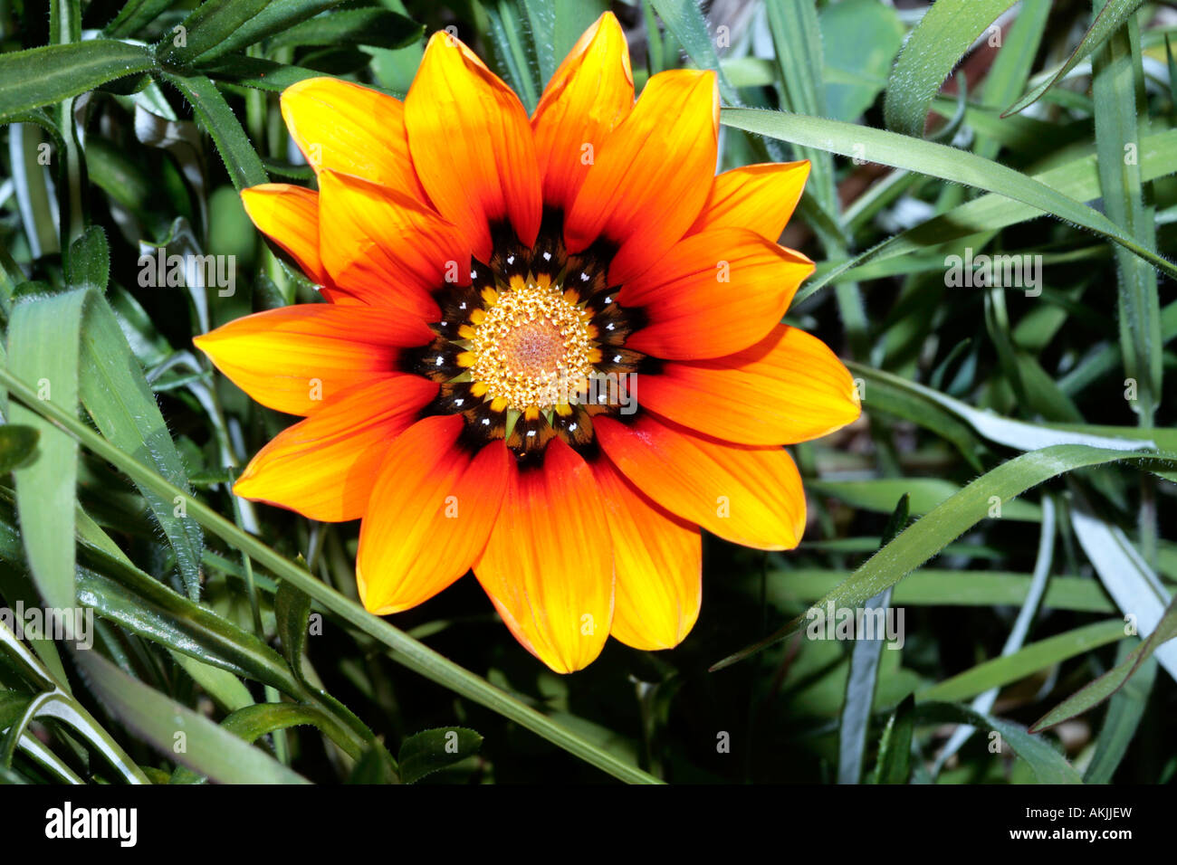 Treasure flower family asteraceae hi-res stock photography and images ...
