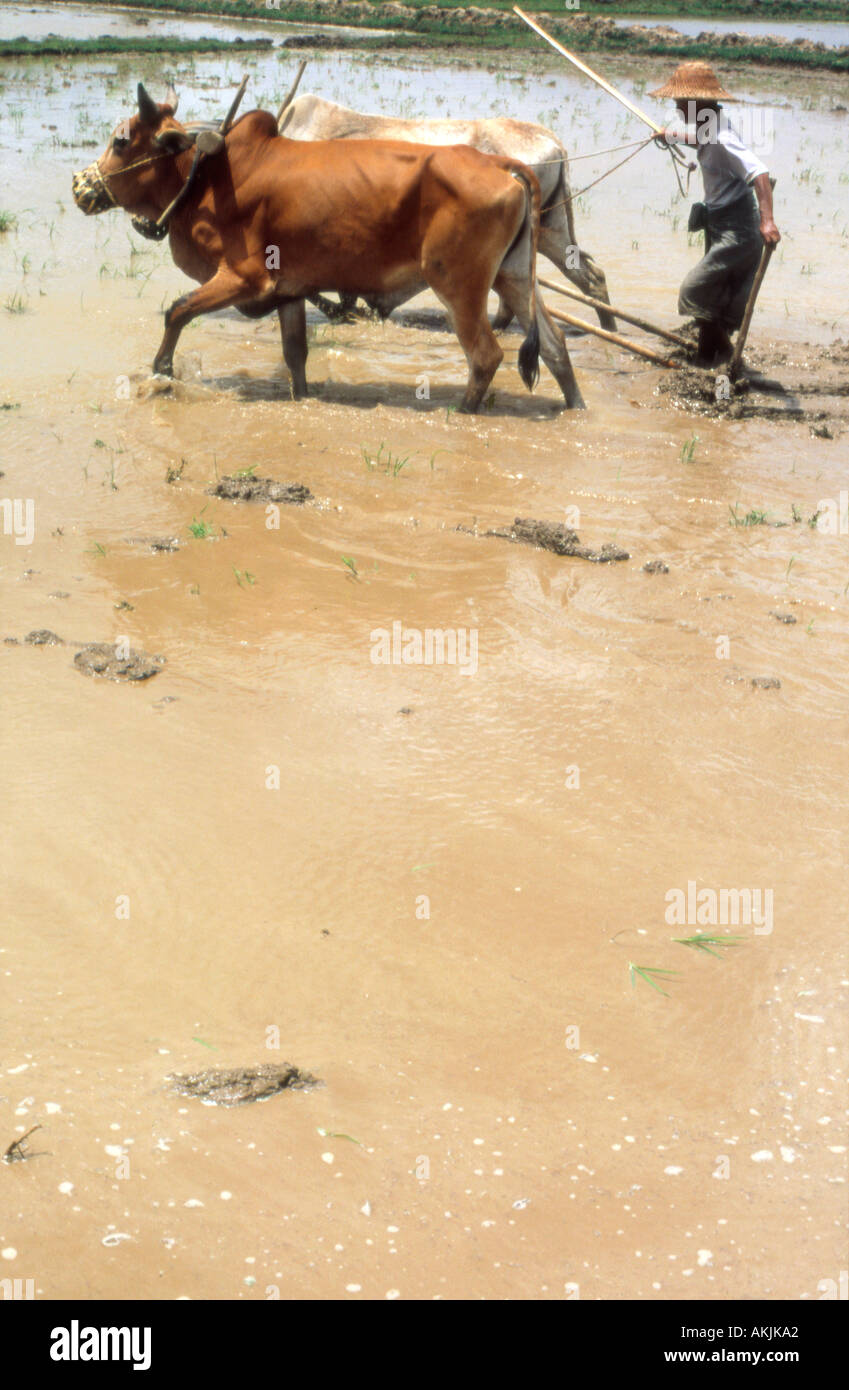 Man ploughing with horse Myanmar Stock Photo - Alamy