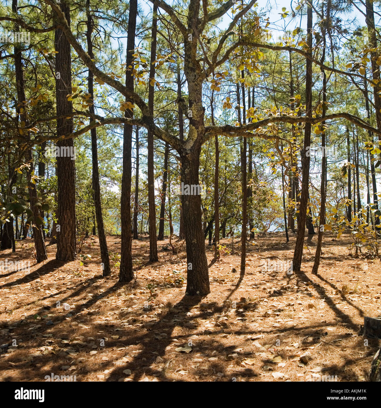 tall spindle thin upright forest pine straight up tree nature natural ...