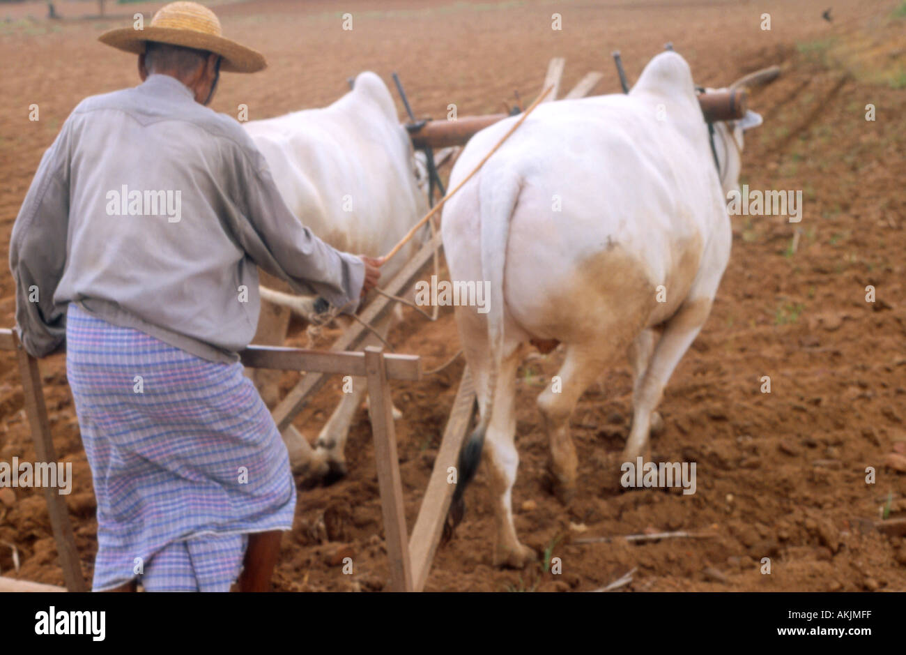 Ox pulling plough hi-res stock photography and images - Alamy