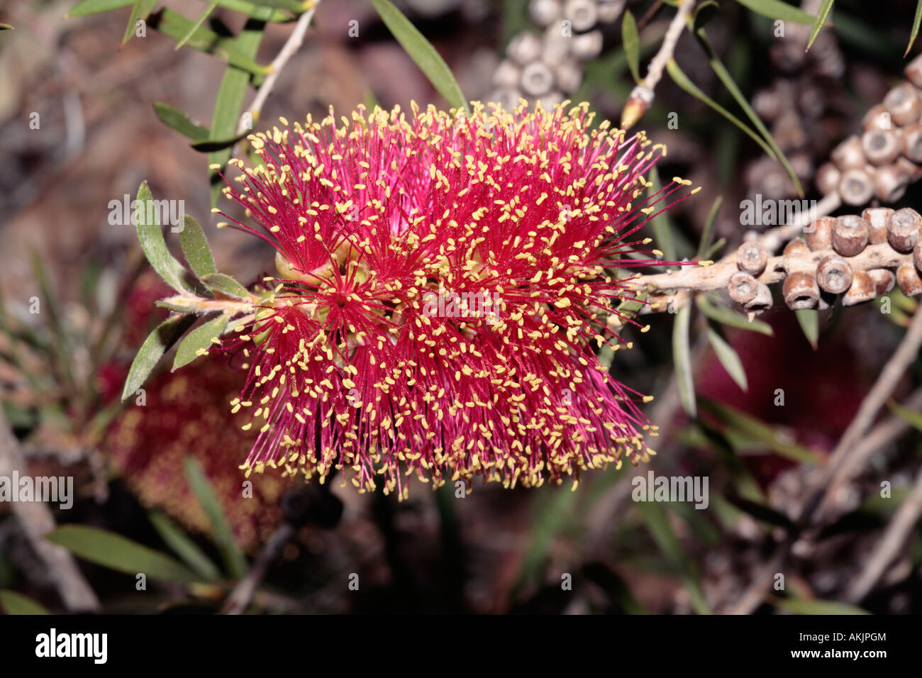 Scarlet Bottlebrush - Callistemon rugulosus - syn C. macropunctatus ...