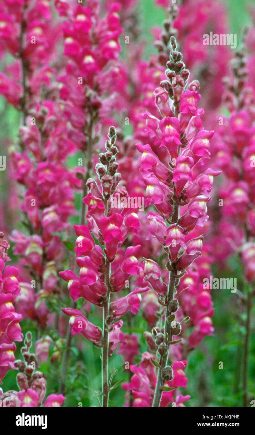 Dragon flowers hi-res stock photography and images - Alamy