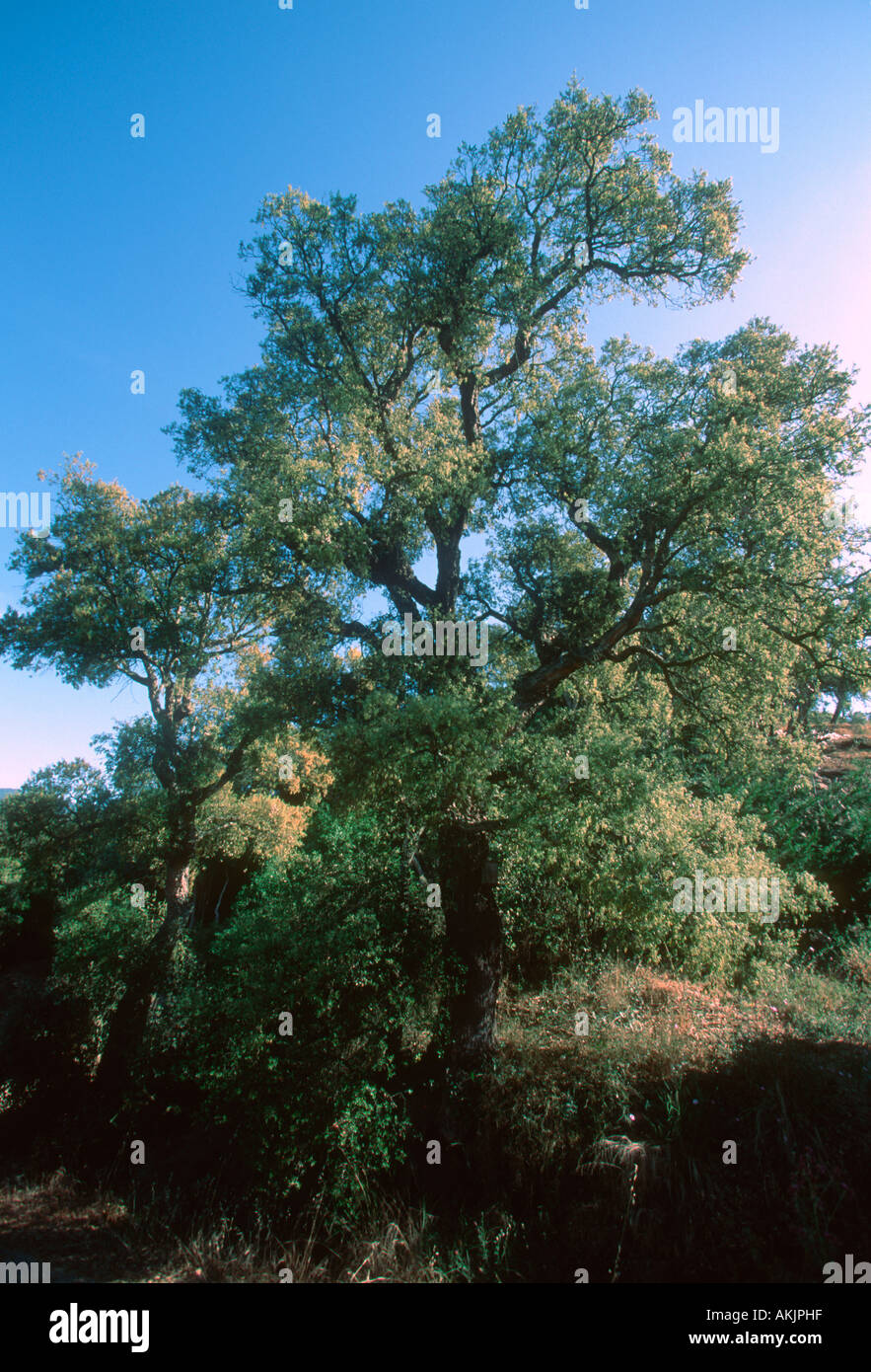 Cork Oak Trees, Quercus suber. Whole trees on the Spring Stock Photo ...