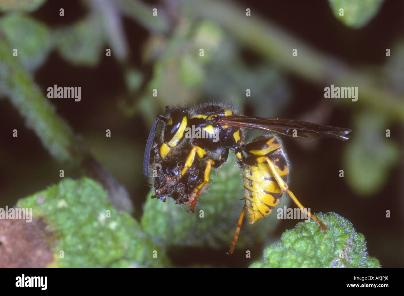 Common Wasp, Vespula vulgaris. Worker capturing a prey Stock Photo - Alamy