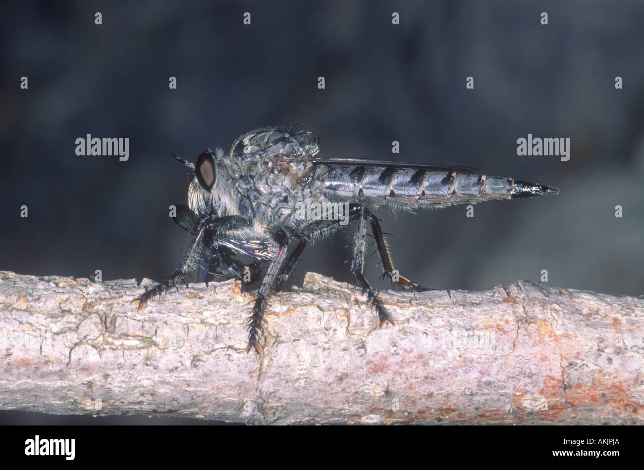 Robber fly behaviour hi-res stock photography and images - Alamy