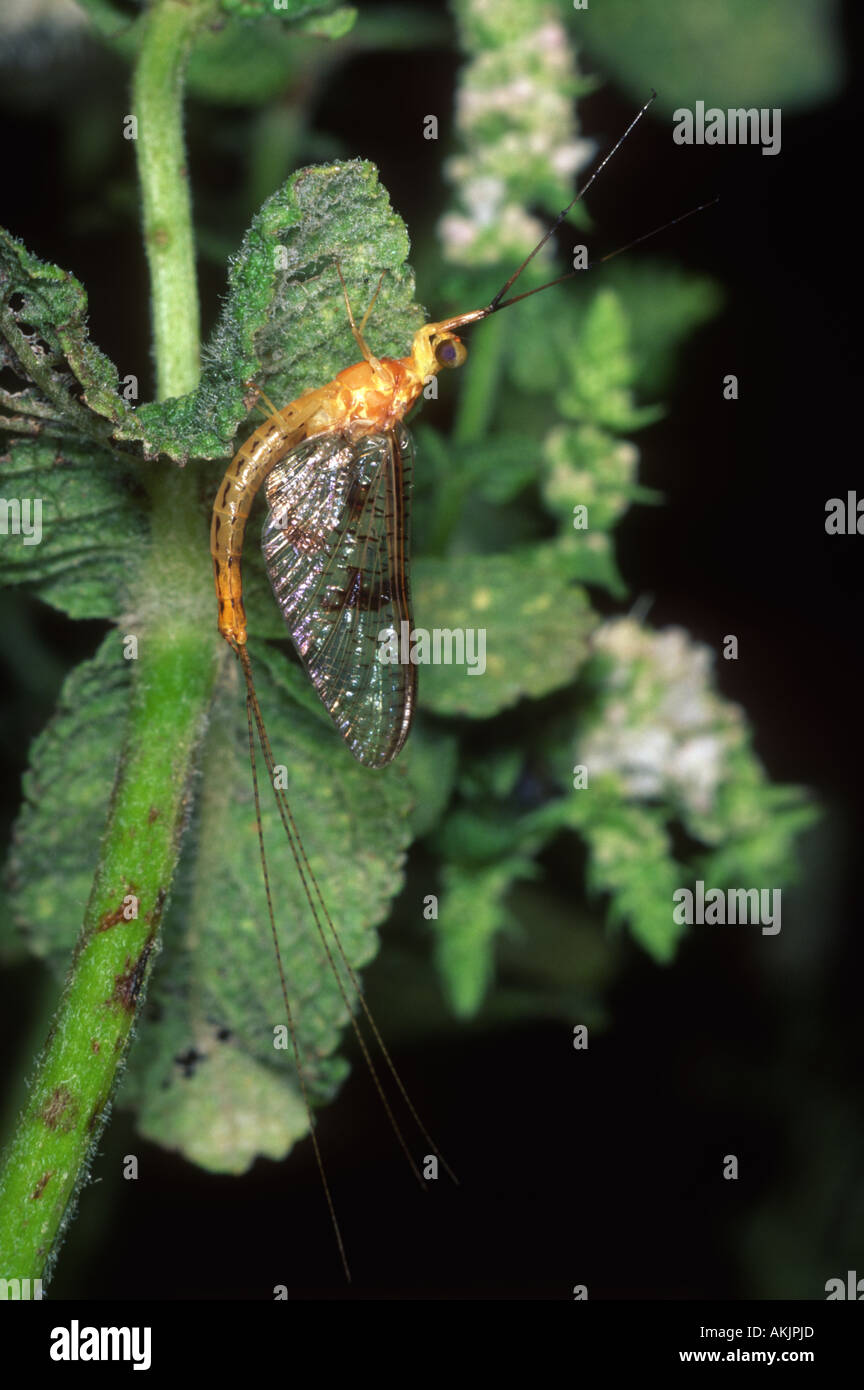 Mayfly leaf hi-res stock photography and images - Alamy