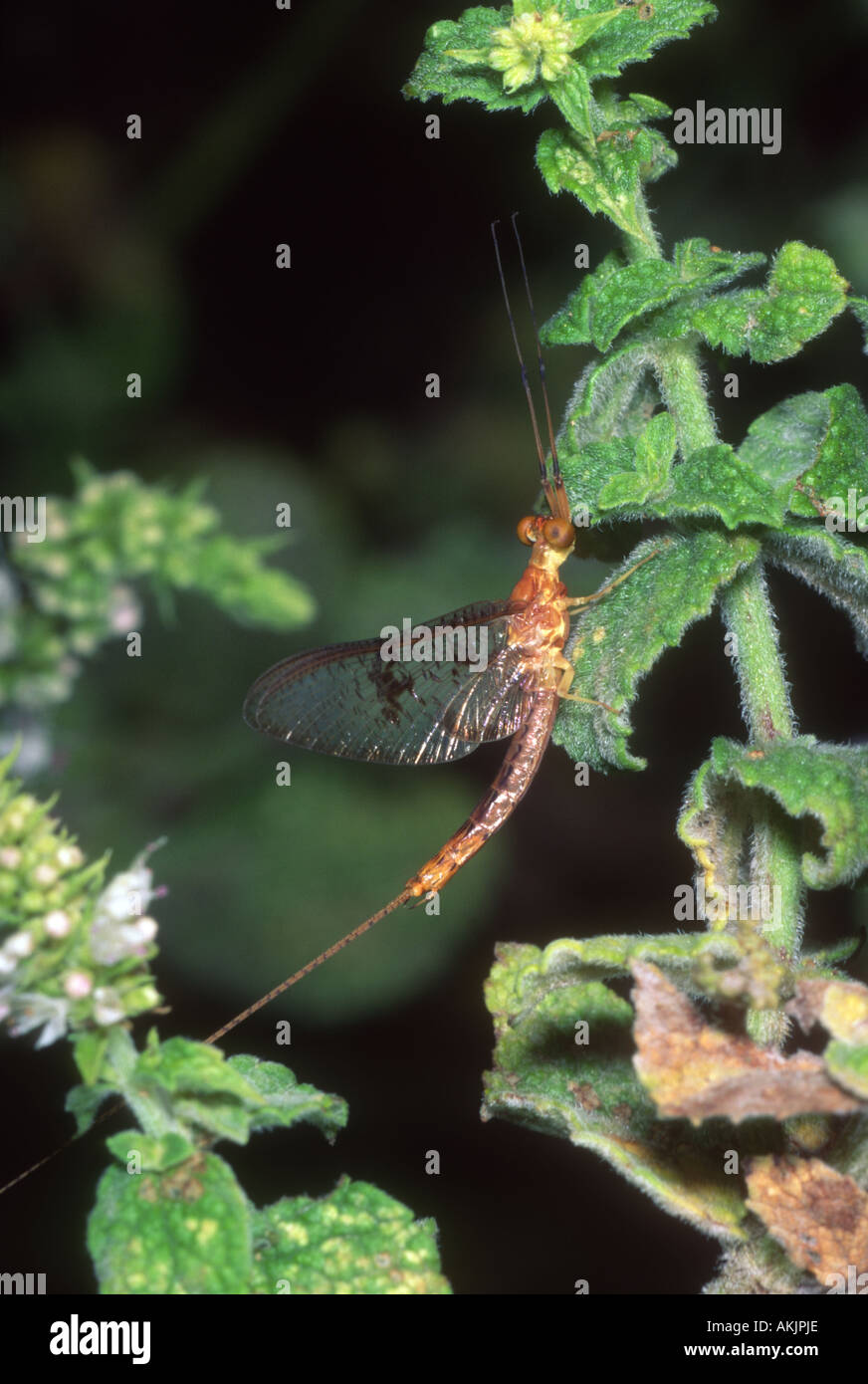 Mayfly leaf hi-res stock photography and images - Alamy