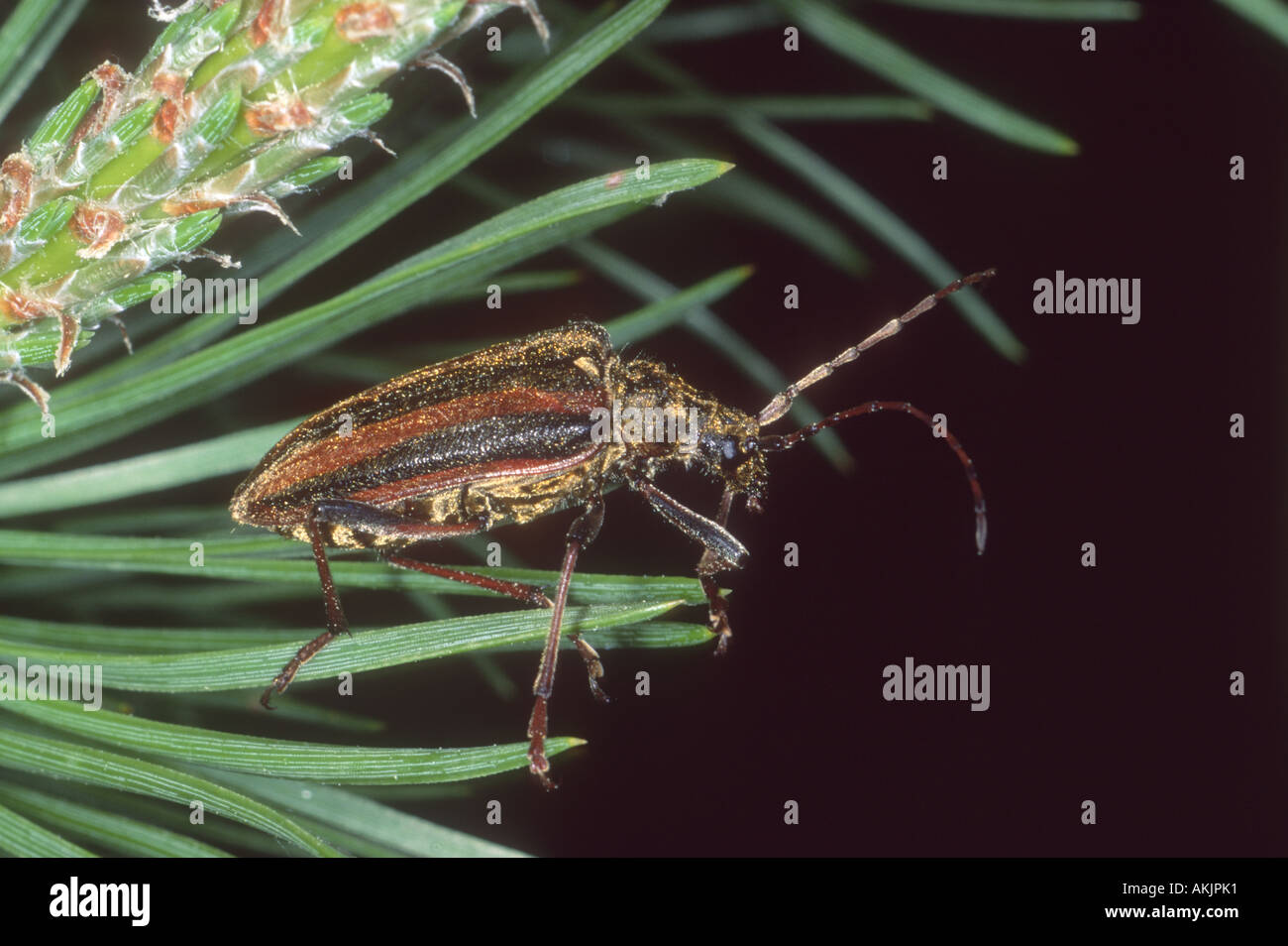 Longhorn Beetle, Stenocorus cursor. Female Stock Photo - Alamy