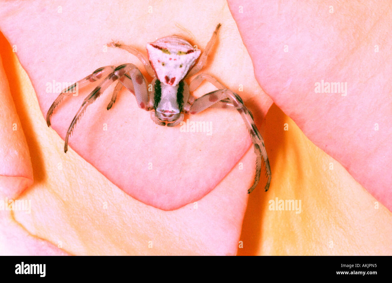 Thomisus sp hi-res stock photography and images - Alamy