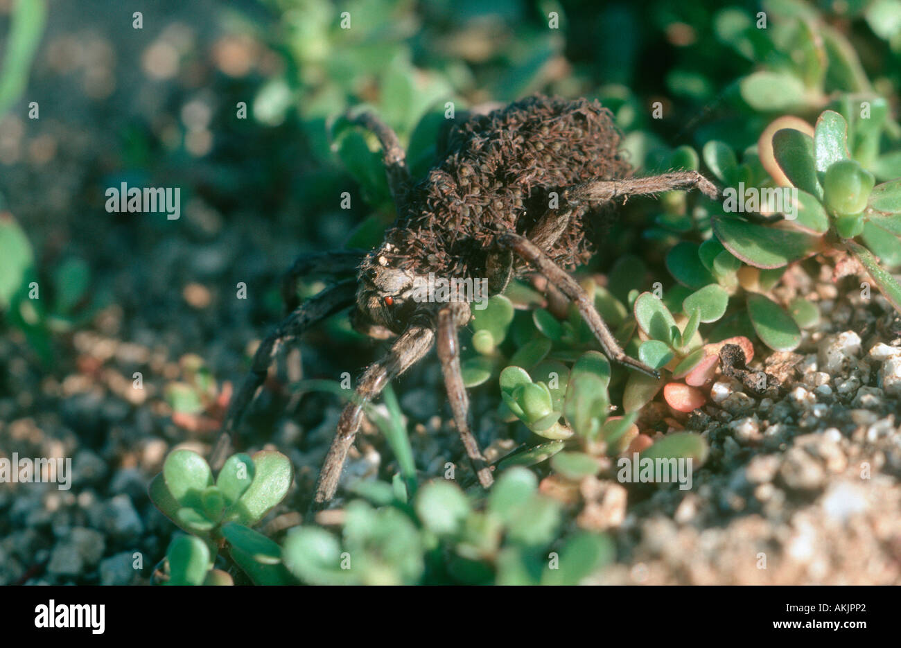 Wolf Spider, Lycosa radiata. Female with nymphs on the abdomen Stock ...
