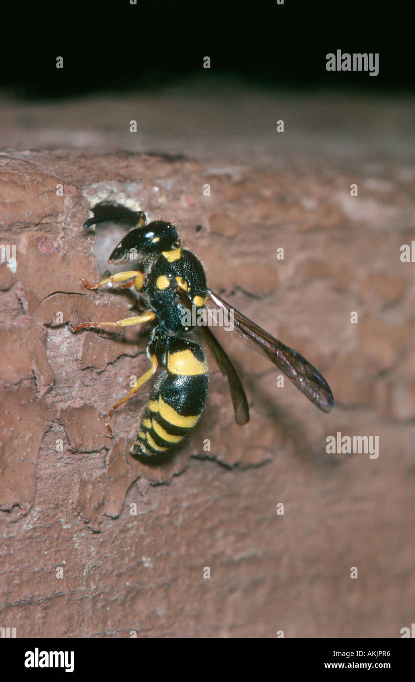 Mason Wasp, Odynerus alpinus. Entering at nest Stock Photo - Alamy