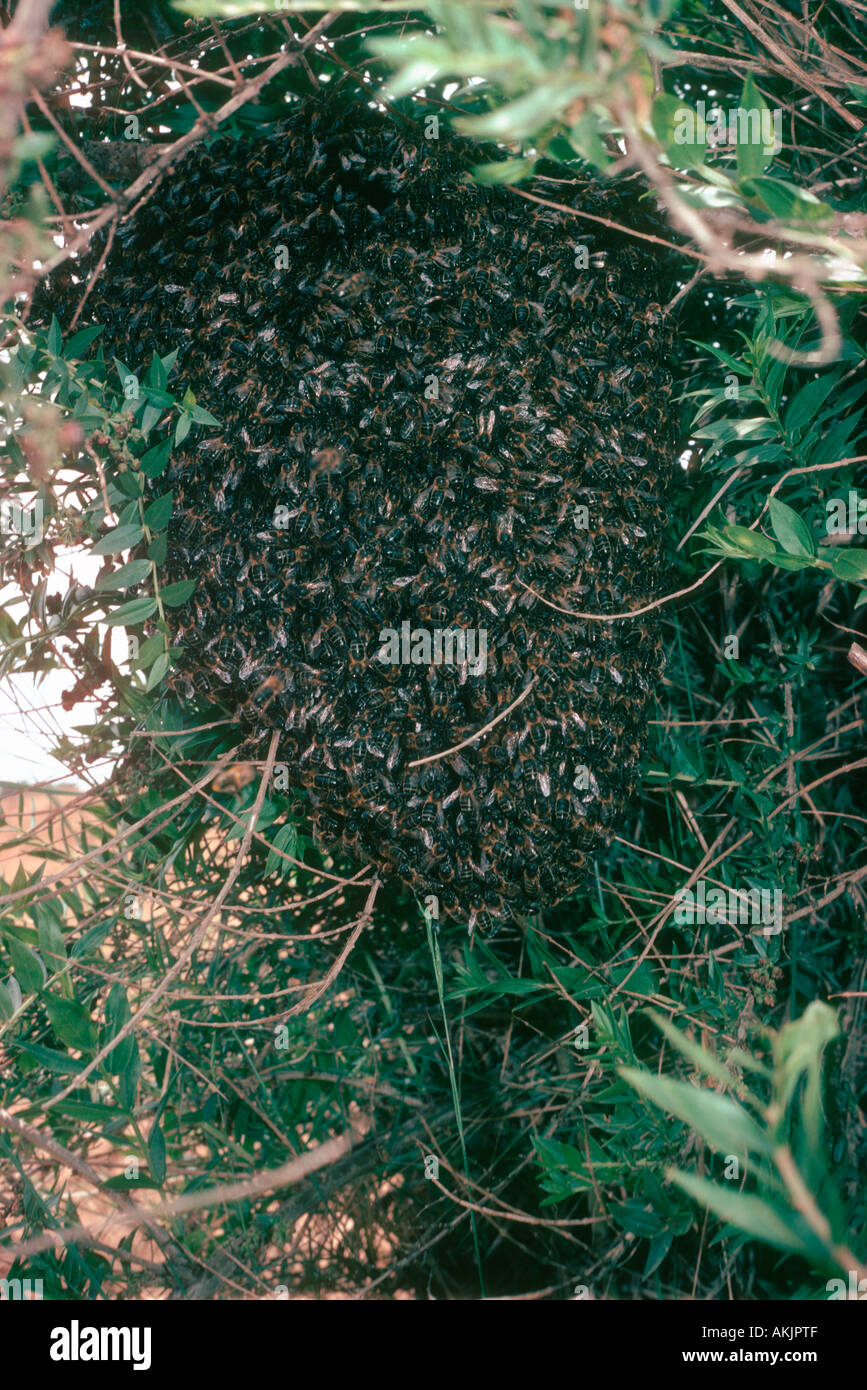Beware Bees High Resolution Stock Photography and Images - Alamy