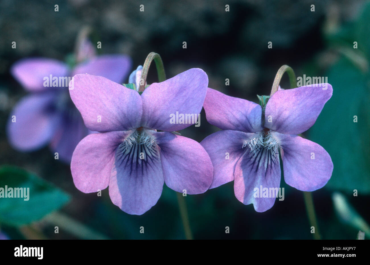Wood Violet, Viola odorata. Flowers closeup Stock Photo - Alamy