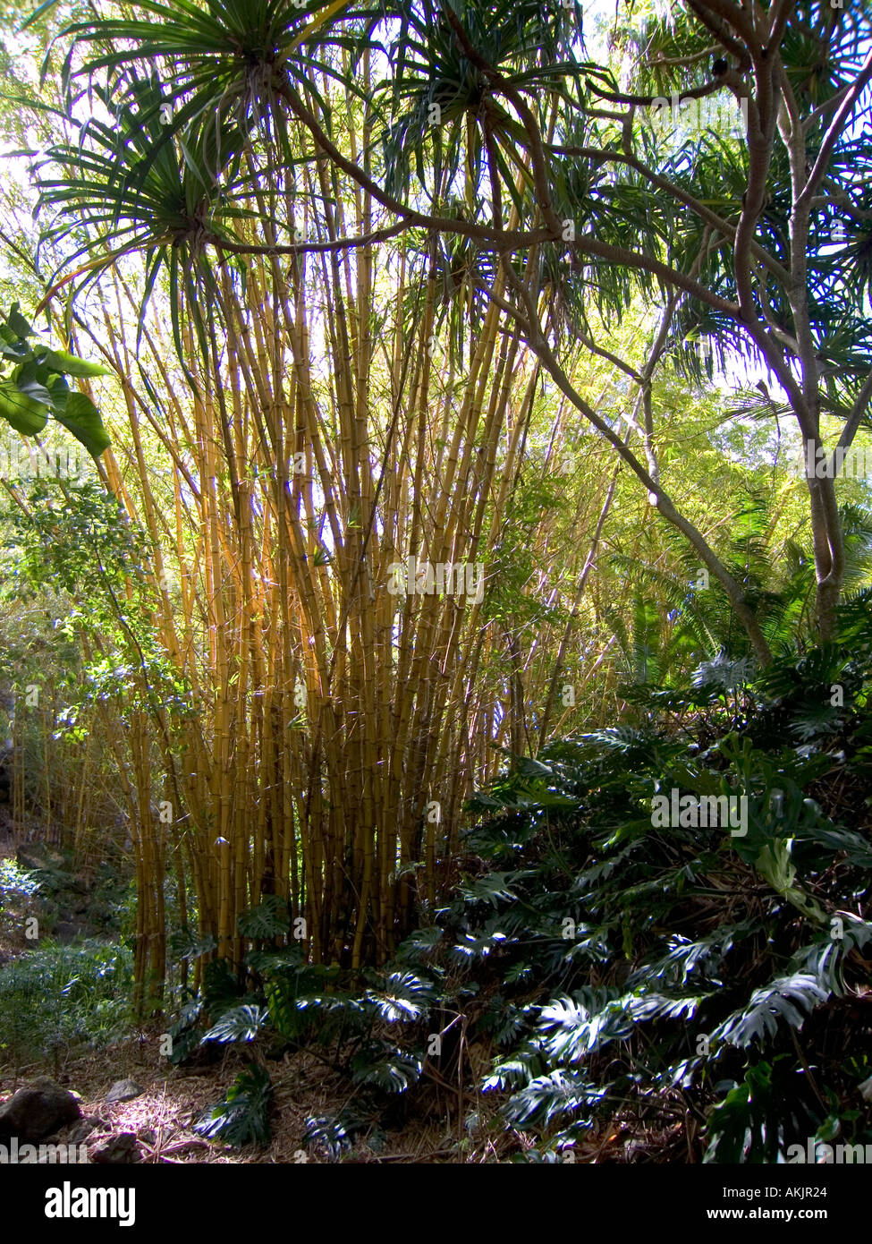 Oahu Hawaii North Waimea Valley bamboo Stock Photo - Alamy
