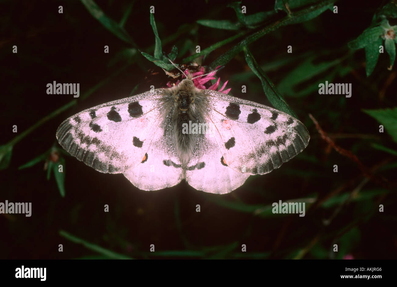 Parnassius apollo hi-res stock photography and images - Alamy