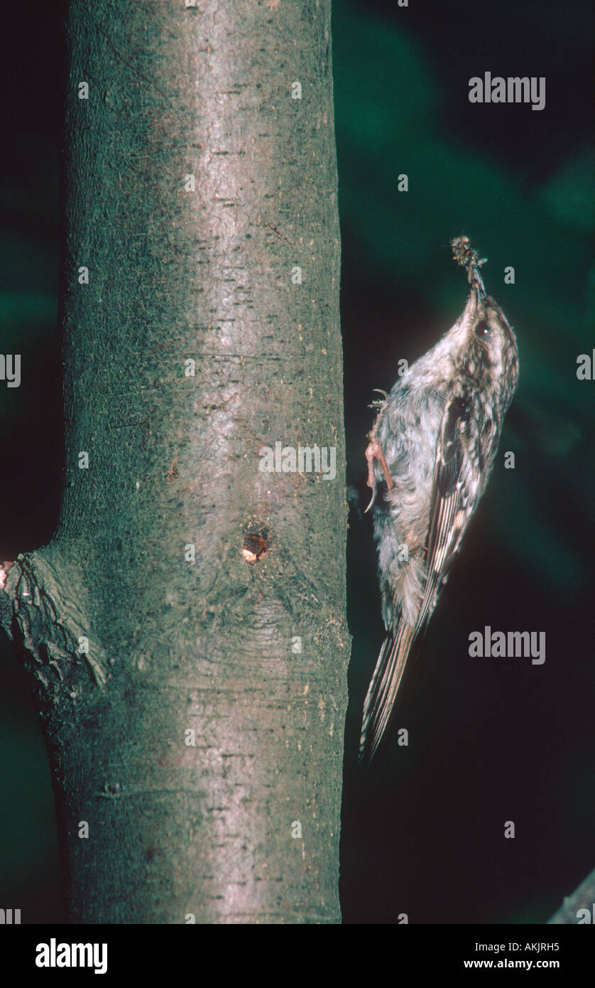 Short-toed Tree Creeper, Certhia brachydactyla. Climbing a tree Stock ...
