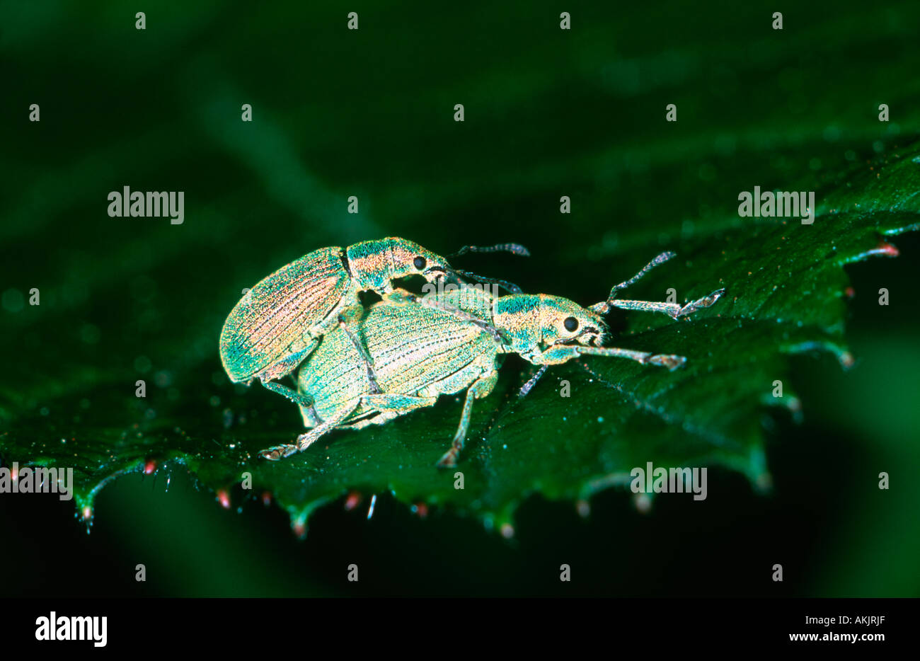Nettle Weevils, Phyllobius pomaceus. Couple mating on leaf Stock Photo - Alamy
