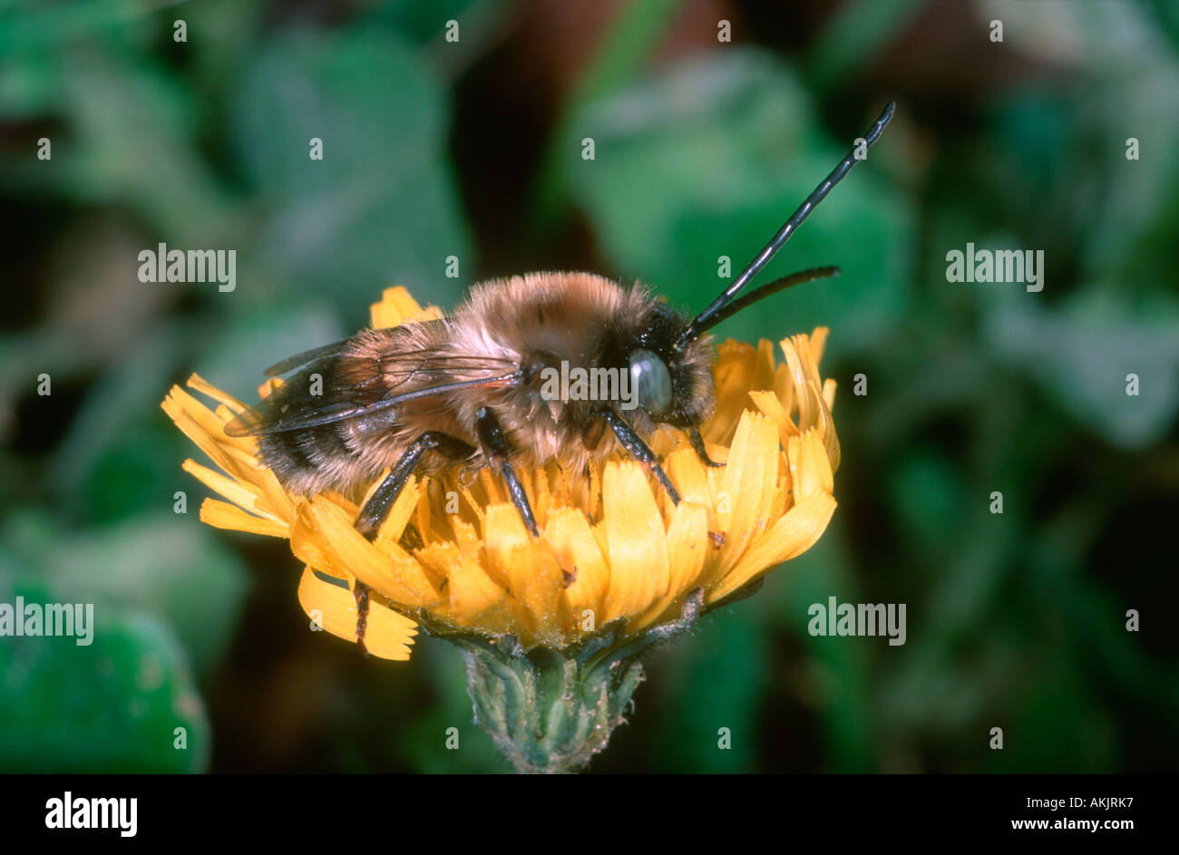 Eucera hi-res stock photography and images - Alamy
