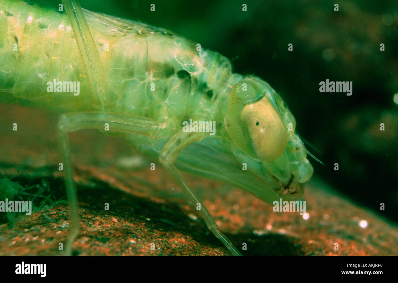 Dragonfly nymph underwater hi-res stock photography and images - Alamy
