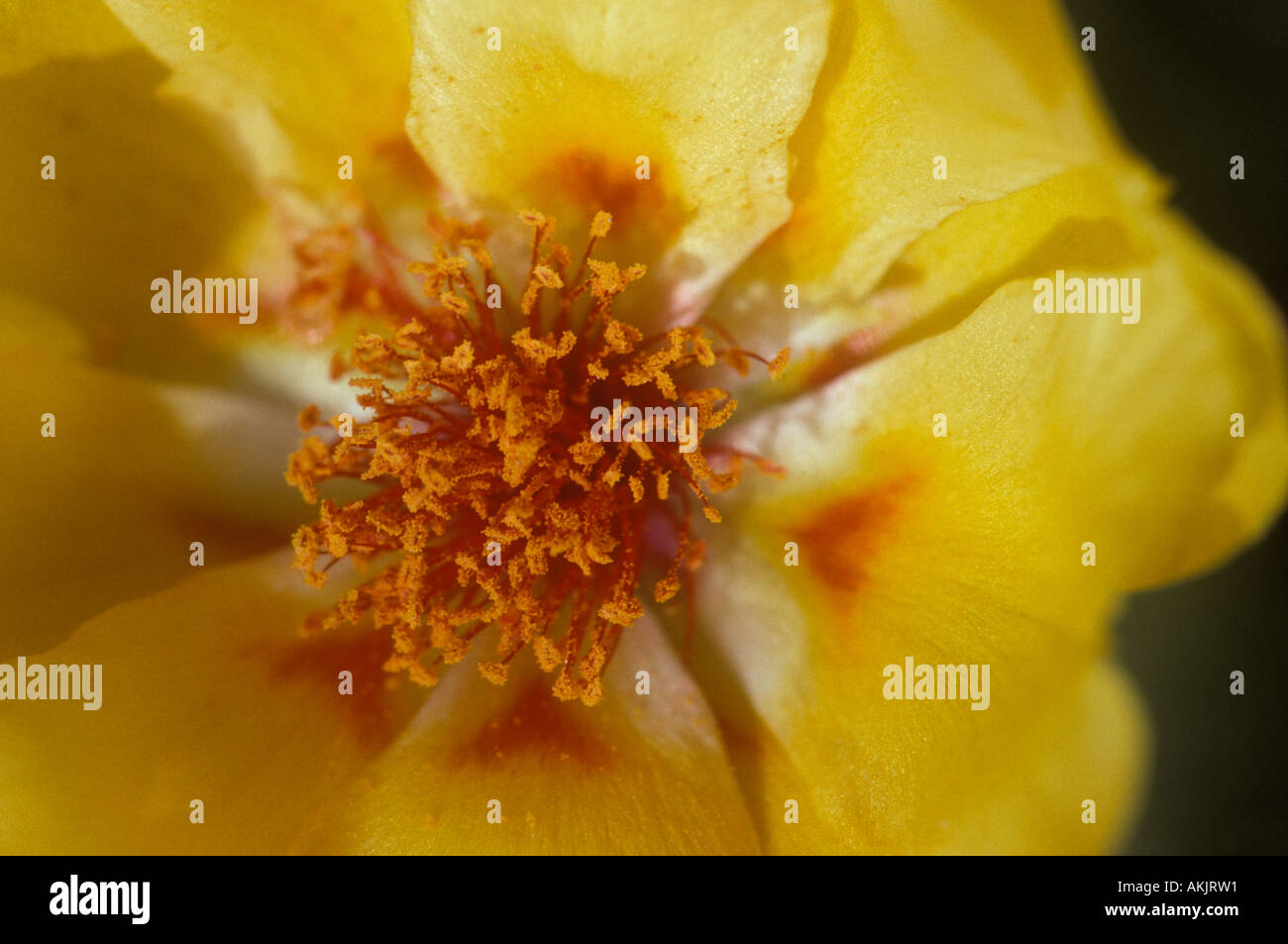 Flower, Cystus sp. Closeup Stock Photo - Alamy