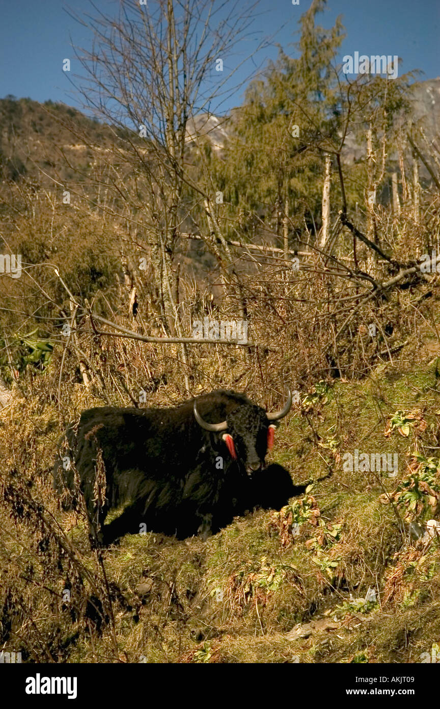 HKP72030 Animal Yak known as Dzo Tawang Arunachal Pradesh India Stock ...