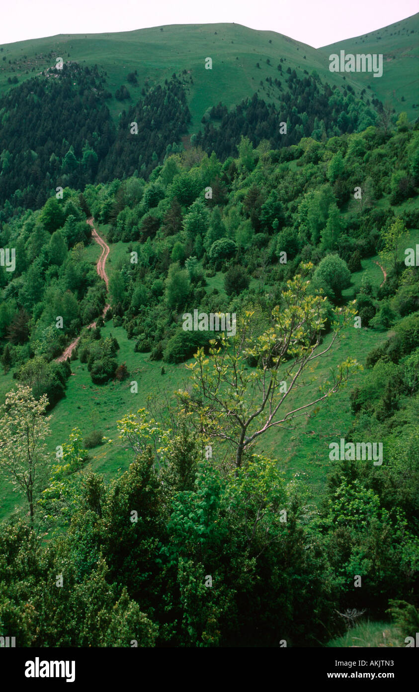 Vegetation changing on different altitude. Spring. Pyrenees. Spain ...