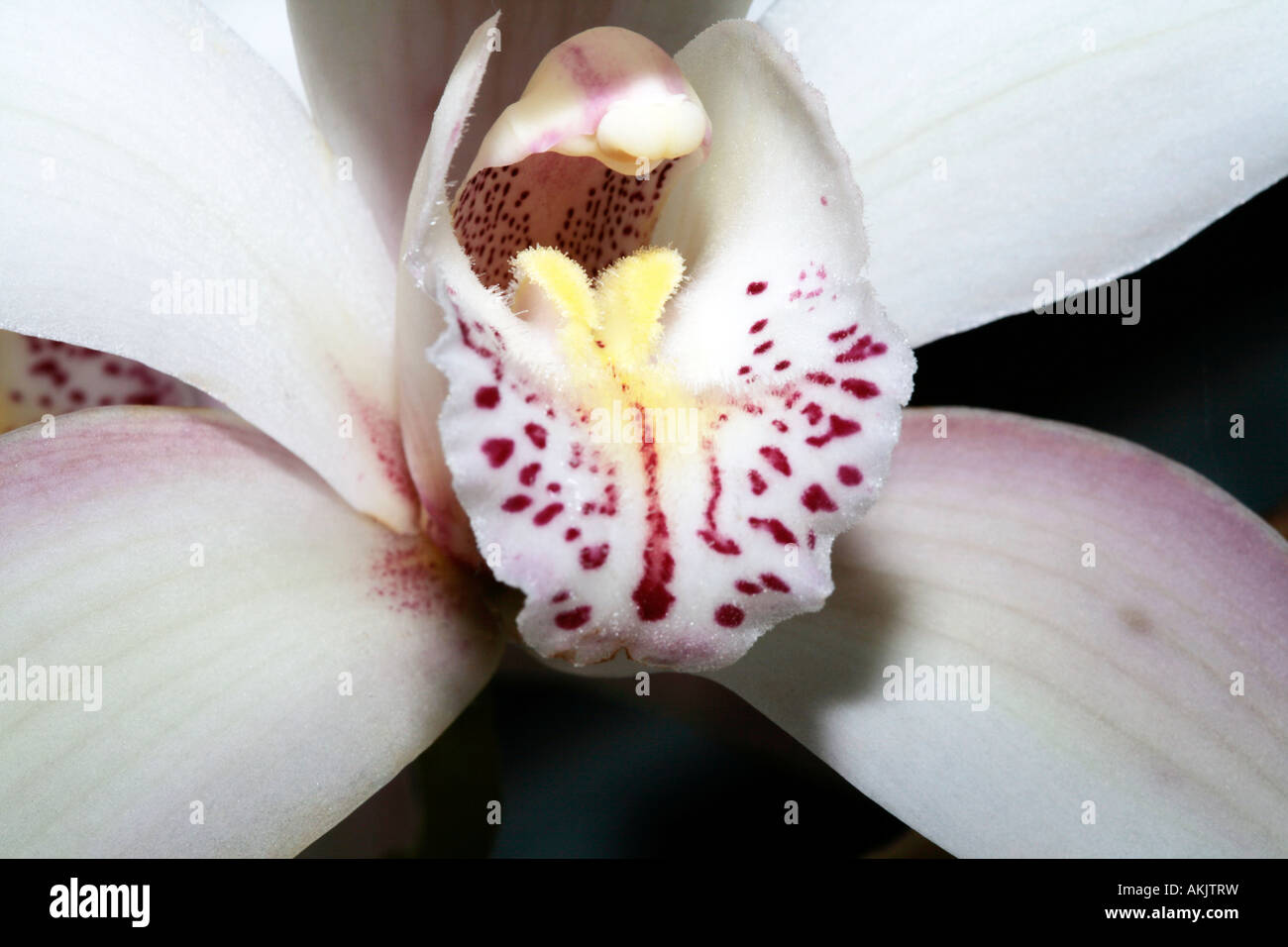 Close up of Cymbidium Orchid flower showing structural details of ...