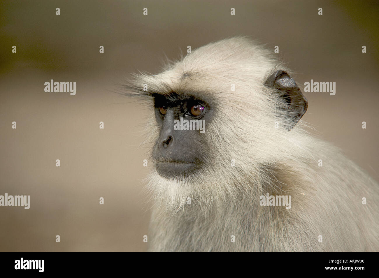 Forest langoor hi-res stock photography and images - Alamy