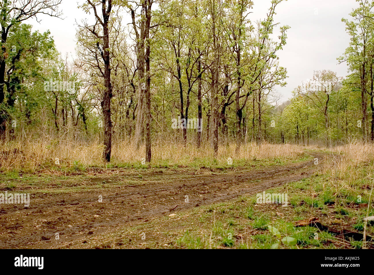 Forest trees and path in Nagzira Wildlife Sanctuary, Bhandara Gondia ...