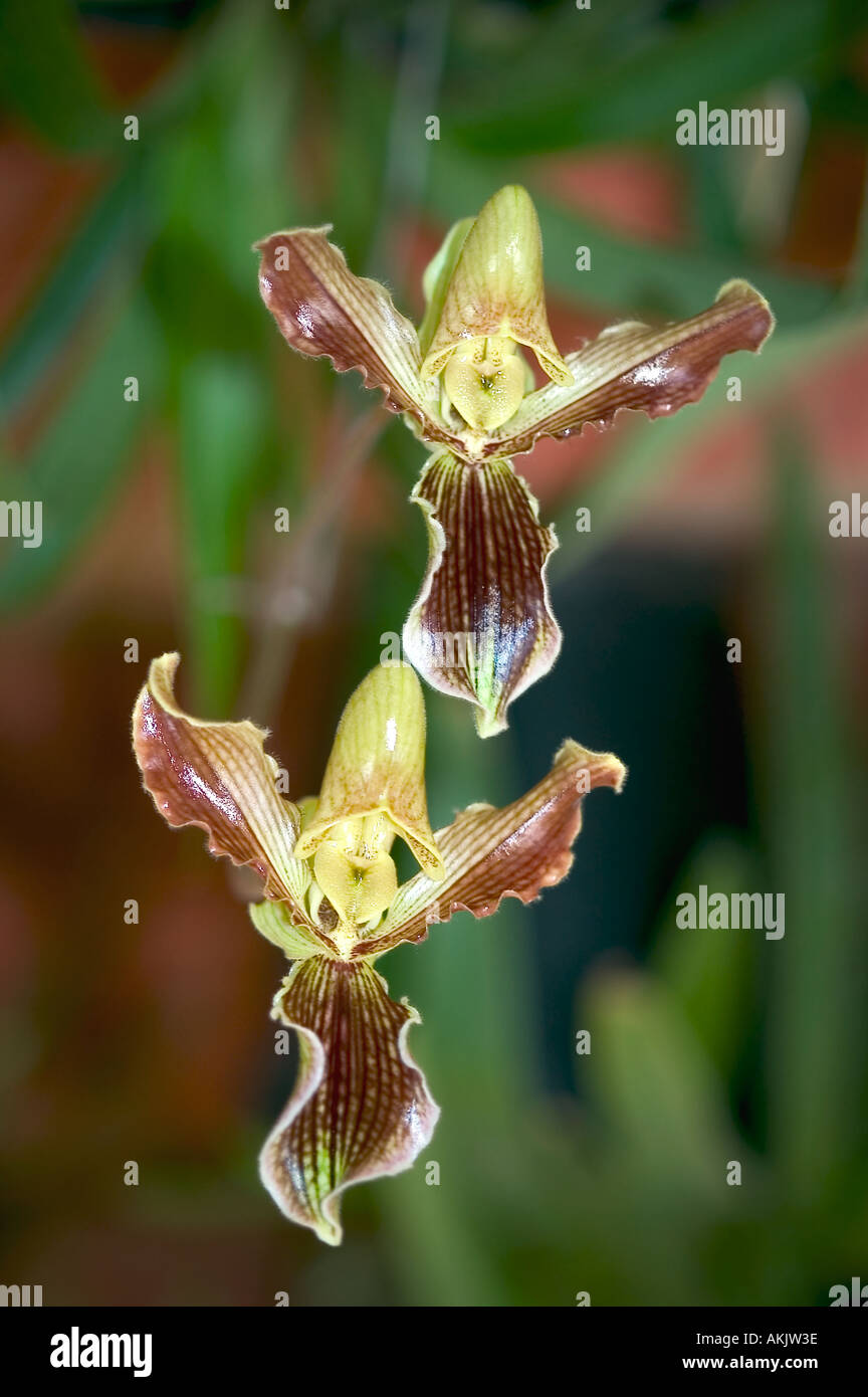 Dendrobium Orchid Lady Sleeper at Tippi village, Arunachal Pradesh ...