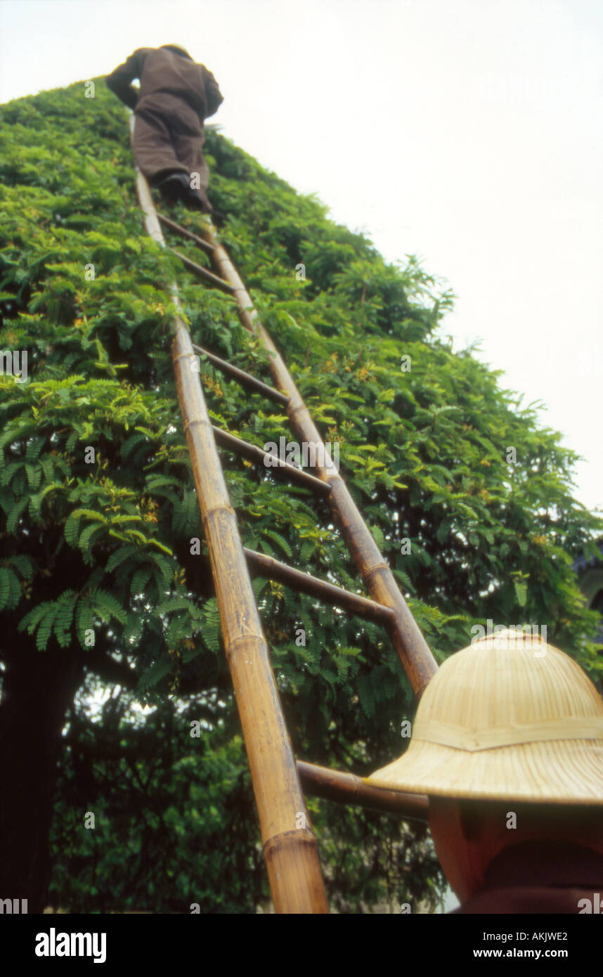 Men trimming tree Royal Palace Bangkok Thailand SE Asia Stock Photo - Alamy