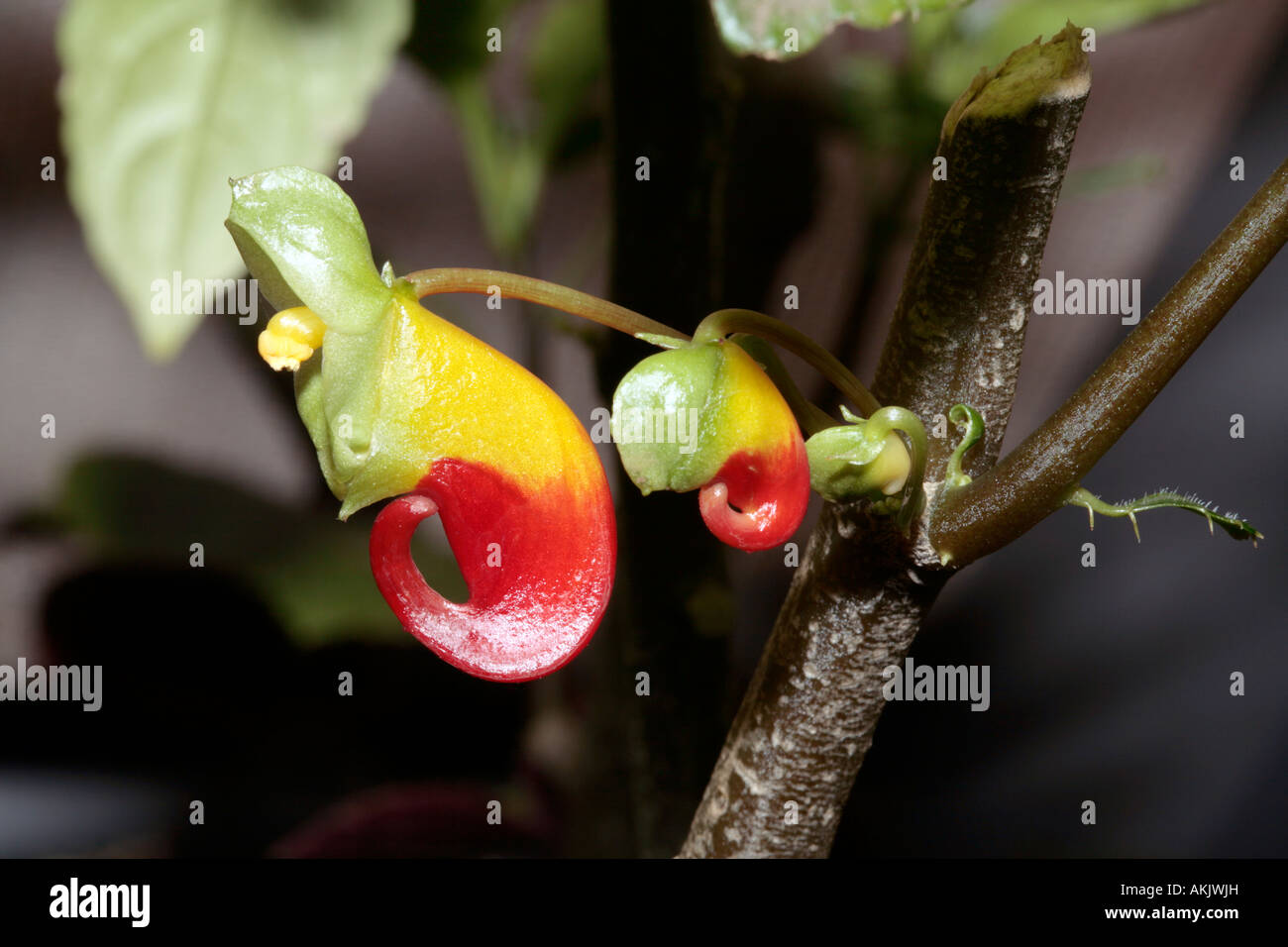 Impatiens niamniamensis - Congo Cockatoo /Parrot Bill-Family ...