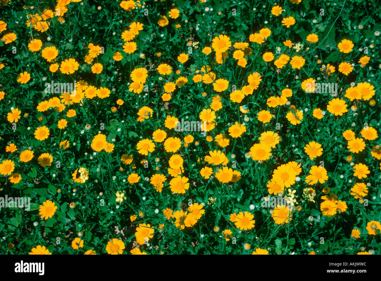 Plants, Anthemis sp. On blossom Stock Photo - Alamy