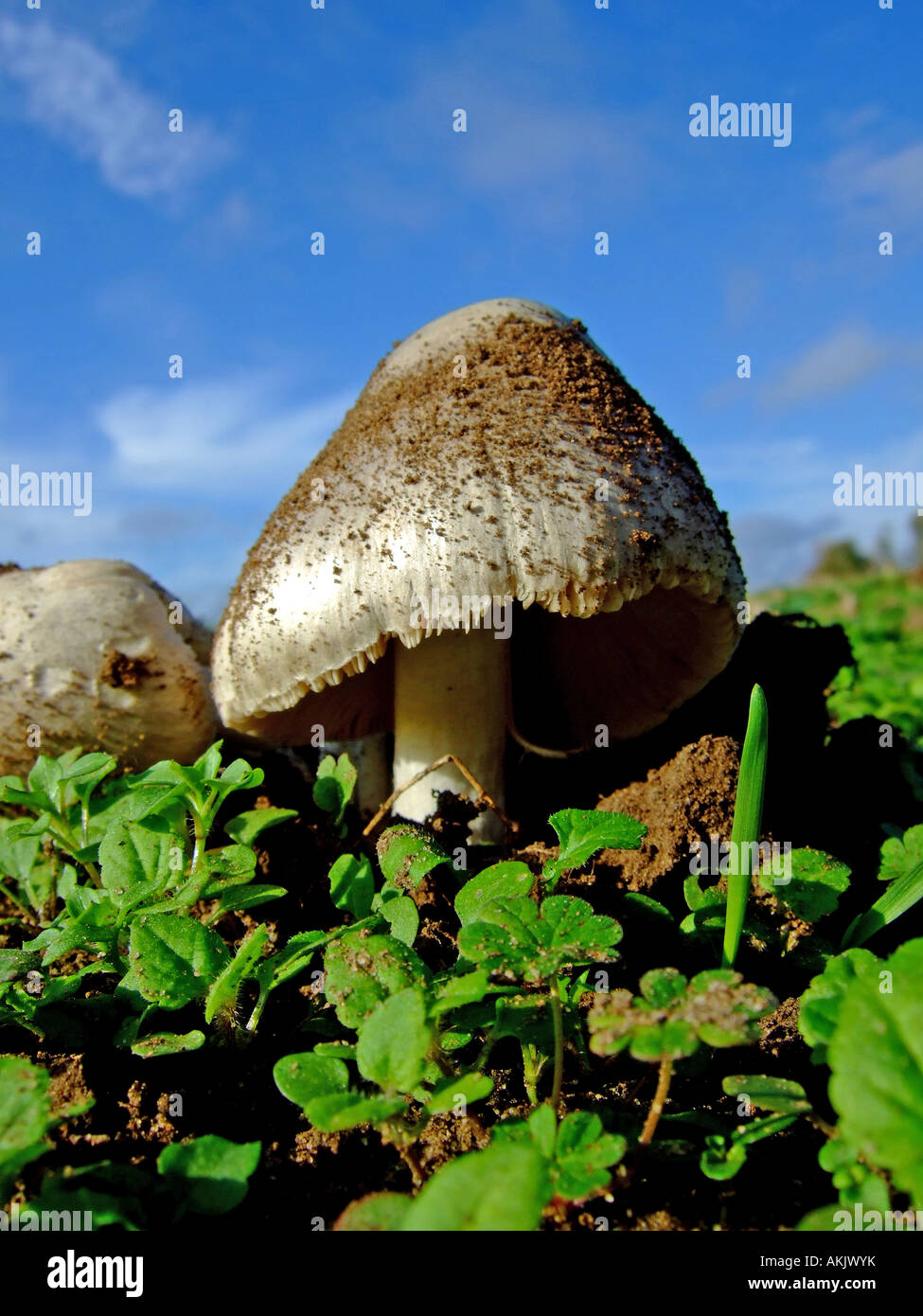 Fungi, Lincolnshire, England Stock Photo - Alamy