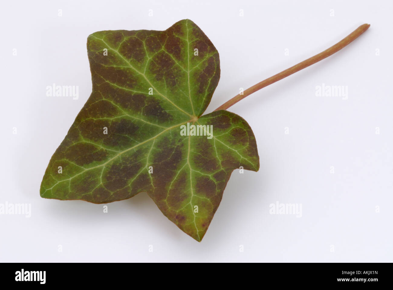 Common Ivy, English Ivy (Hedera helix), leaf, studio picture Stock ...