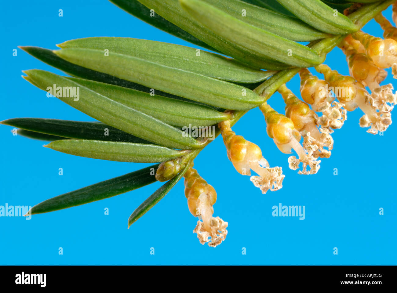 Common yew taxus baccata male hi-res stock photography and images - Alamy