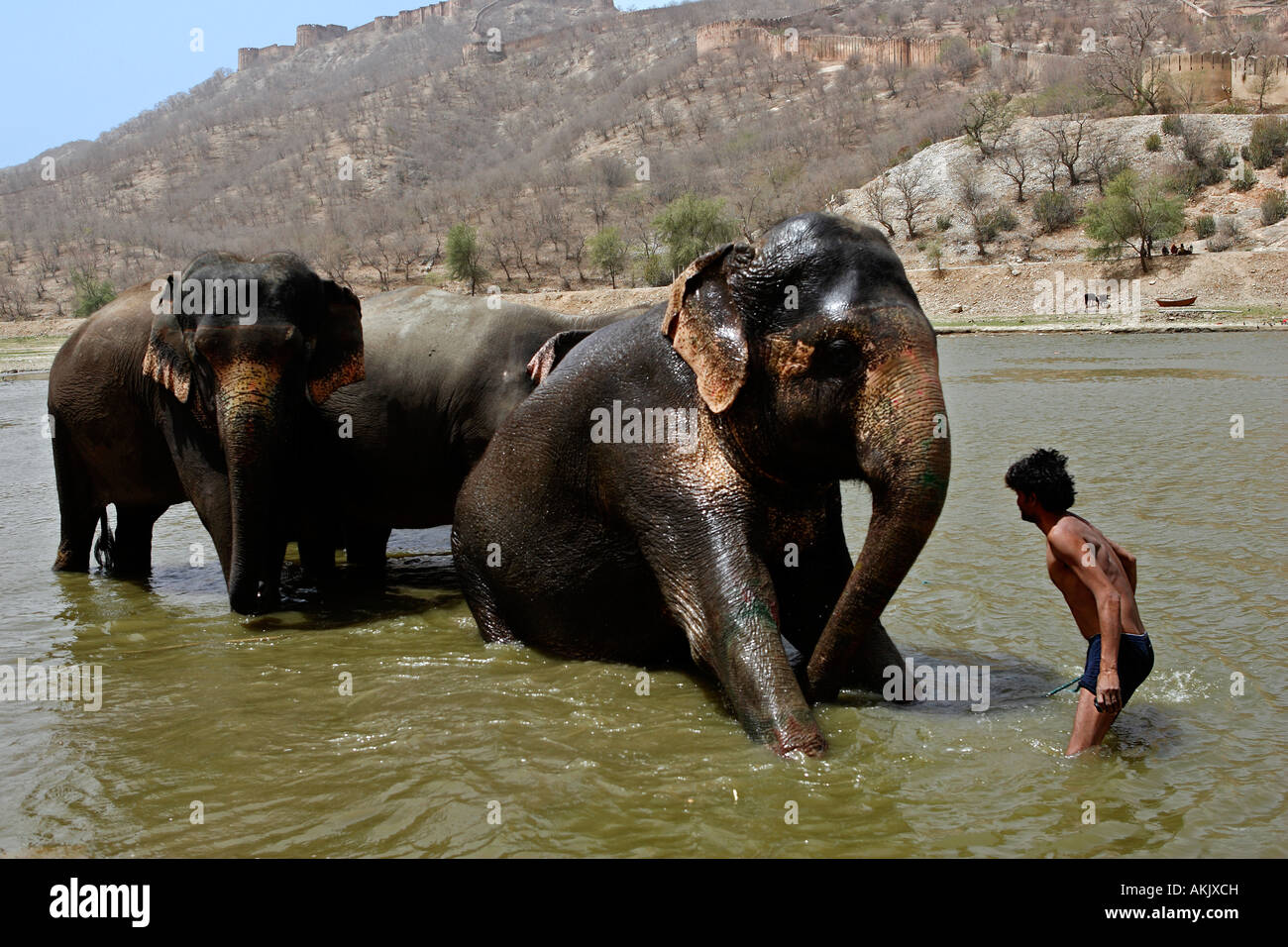 Rajasthan india bathing jaipur hi-res stock photography and images - Alamy