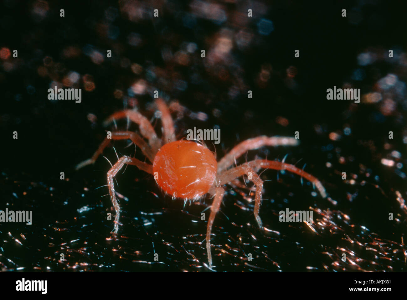 Mite, Family Trombidiidae. Rear view Stock Photo - Alamy