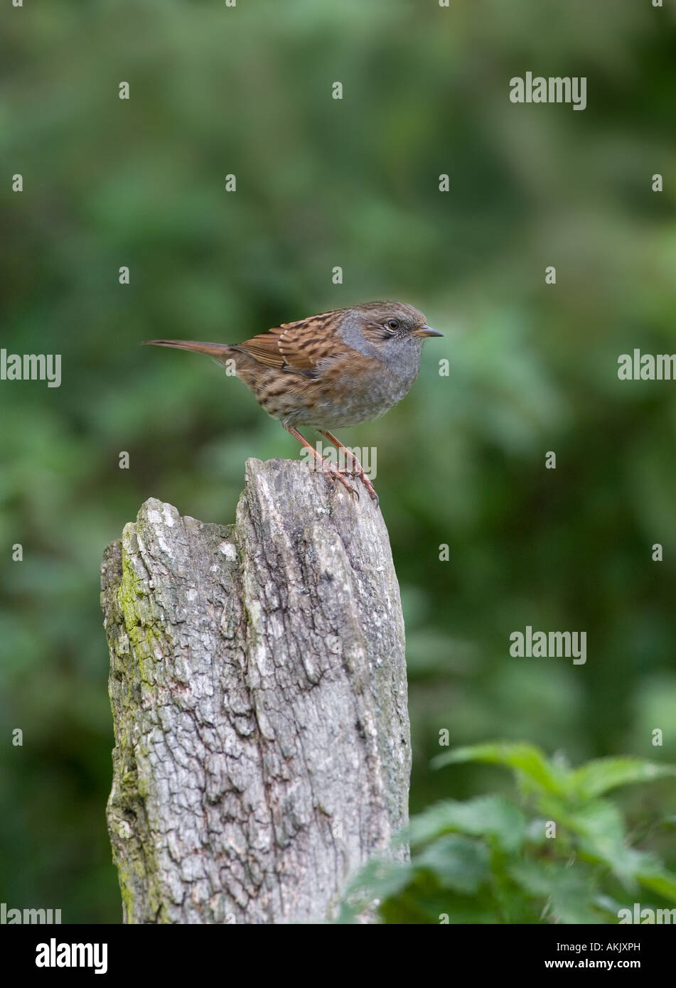 Hedge hopping hi-res stock photography and images - Alamy