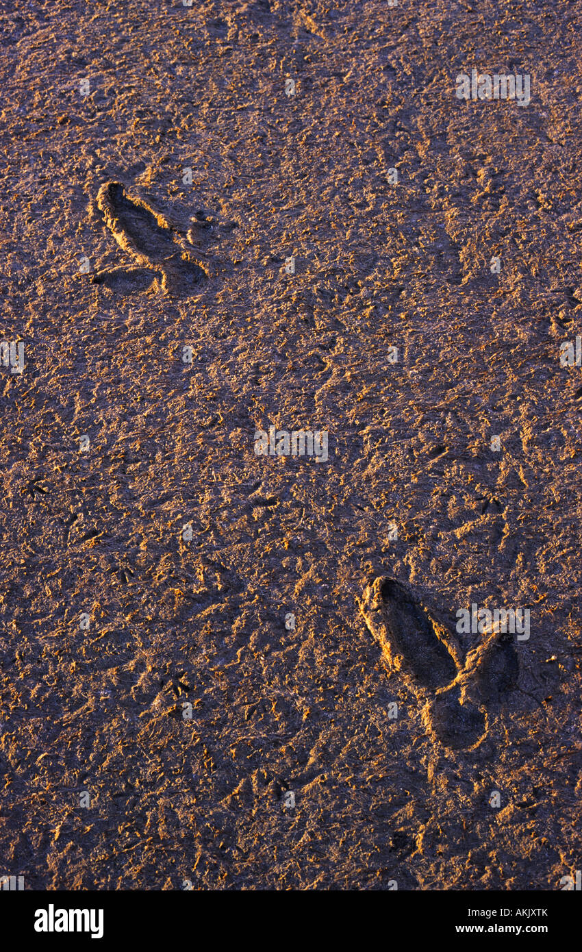 Emu footprints hi-res stock photography and images - Alamy