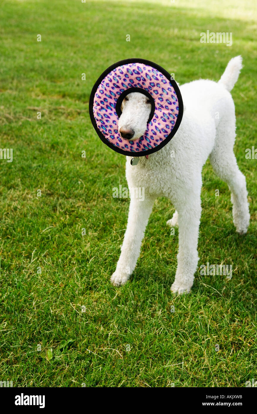 Dog round hi-res stock photography and images - Alamy