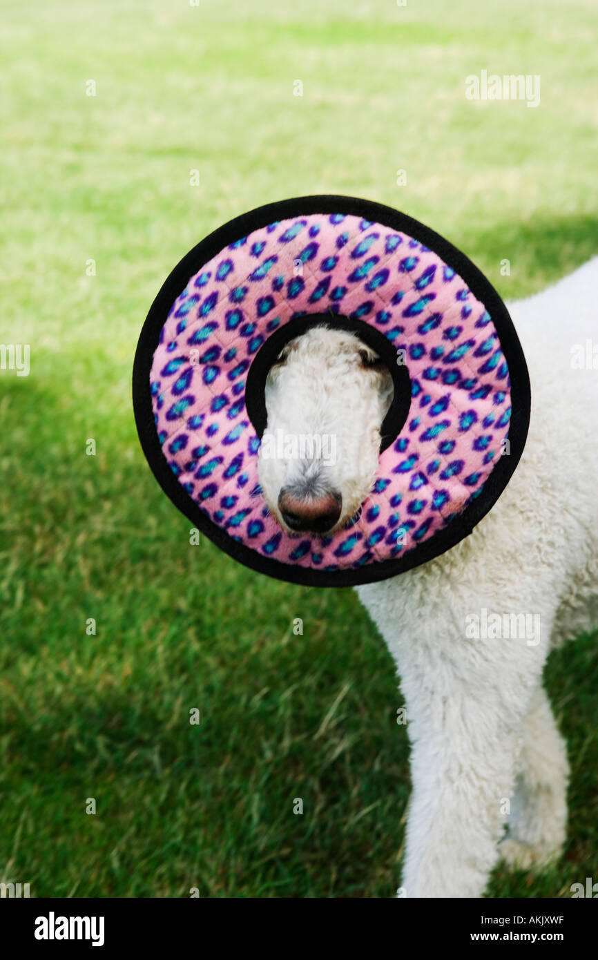 Framed animal hi-res stock photography and images - Alamy