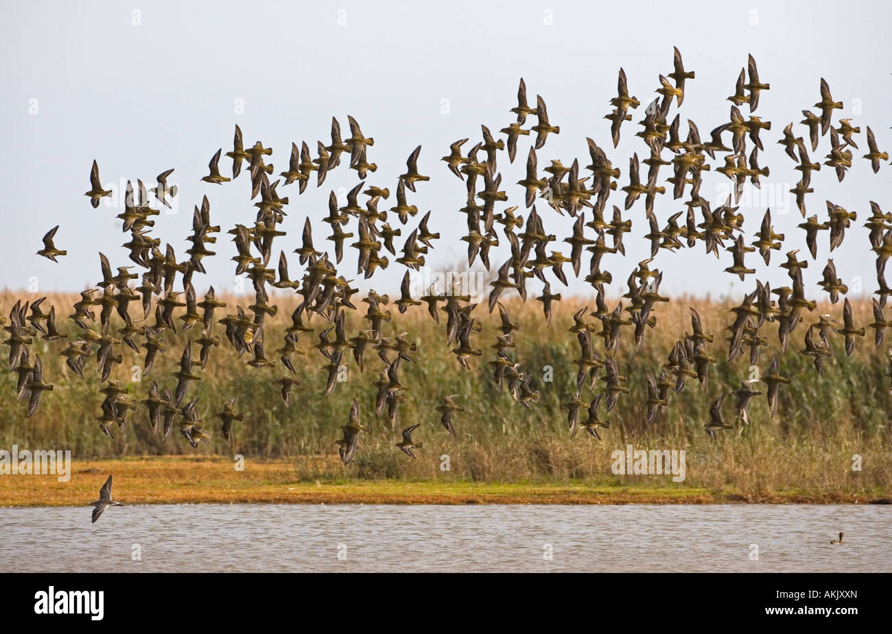 Golden Plover Pluvialis apricaria flock in flight over Cley nature ...