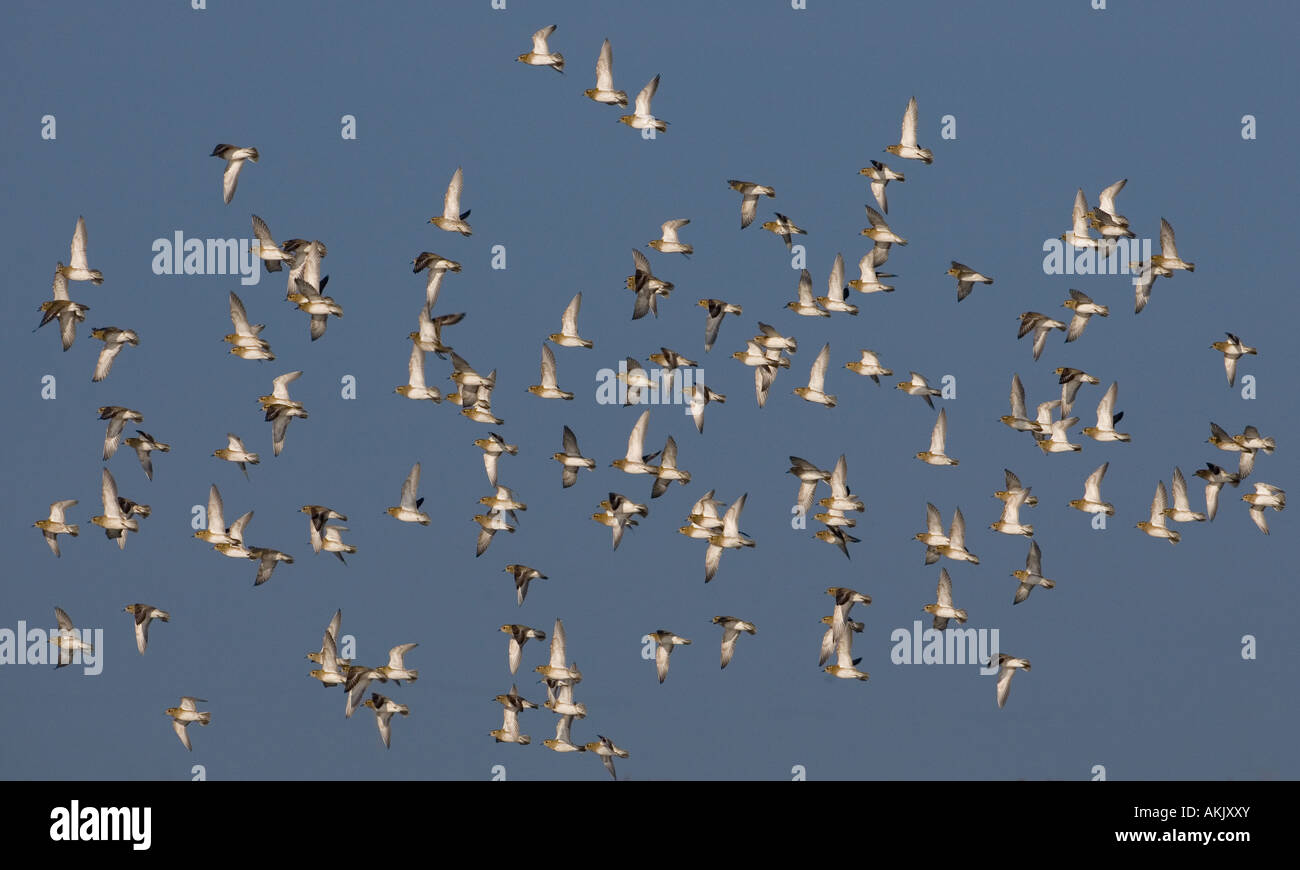 Golden Plover Pluvialis apricaria flock in flight over Cley nature ...